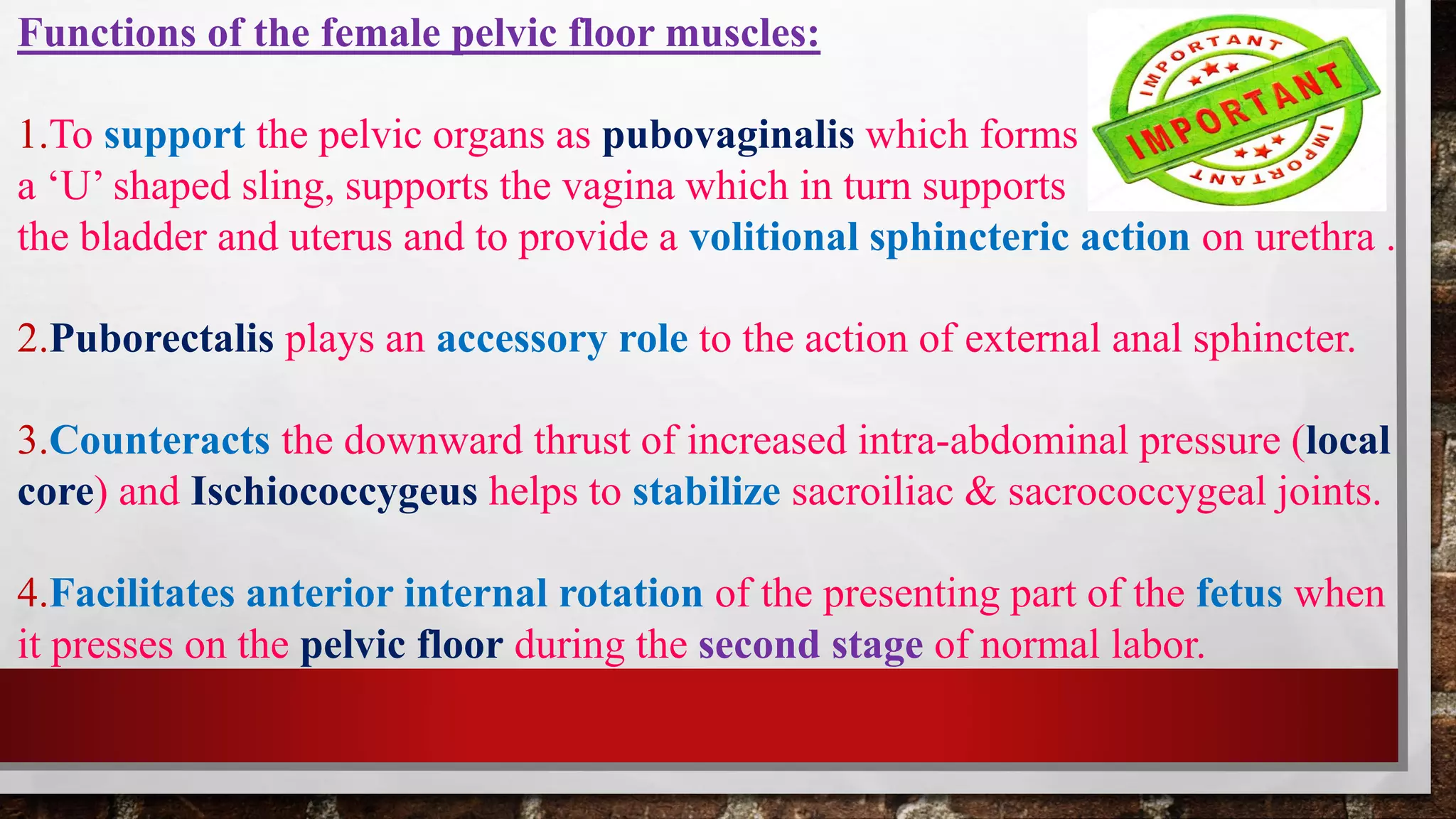Anatomy of the female pelvis and reproductive system... | PDF