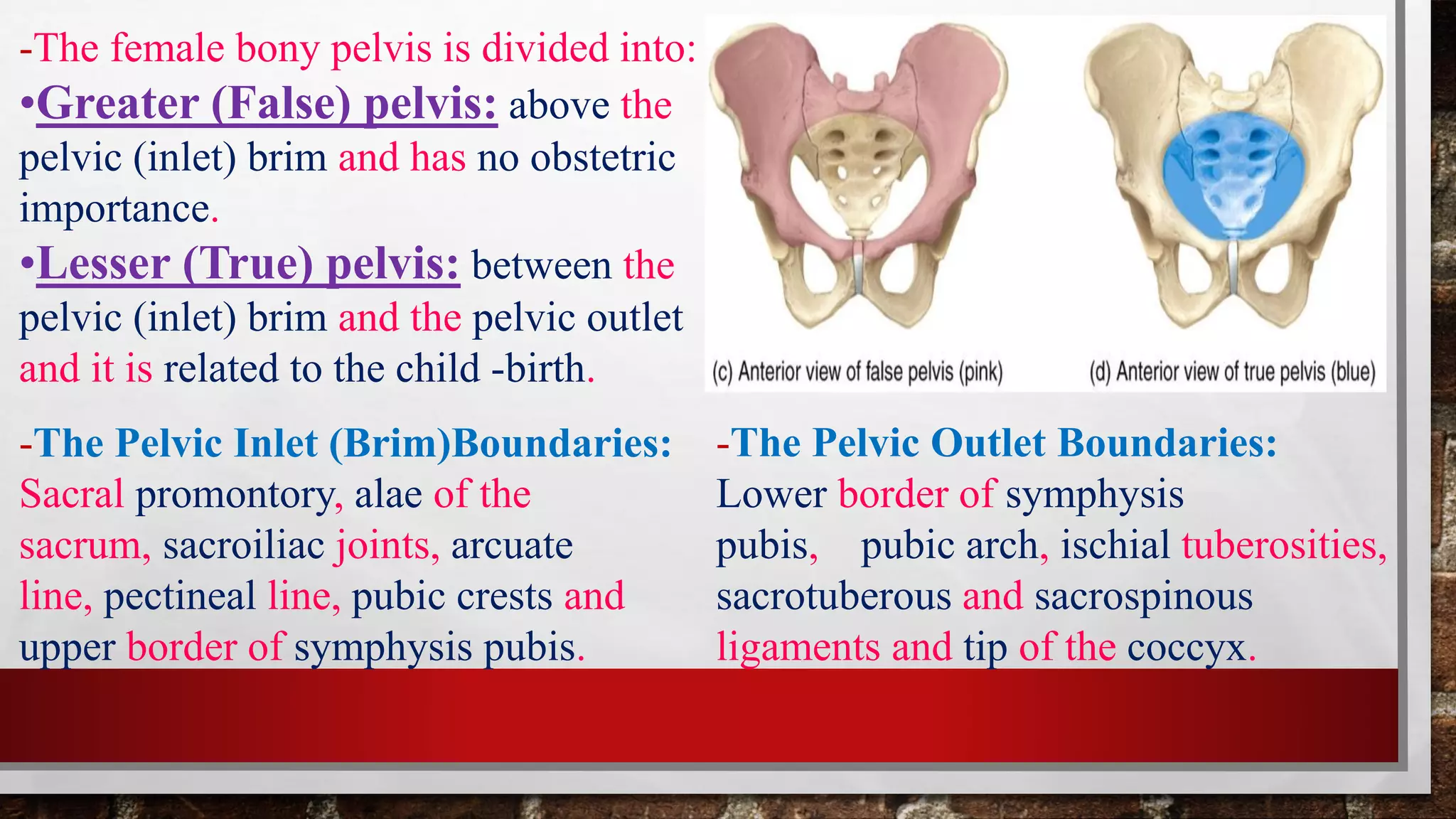 Anatomy of the female pelvis and reproductive system... | PDF