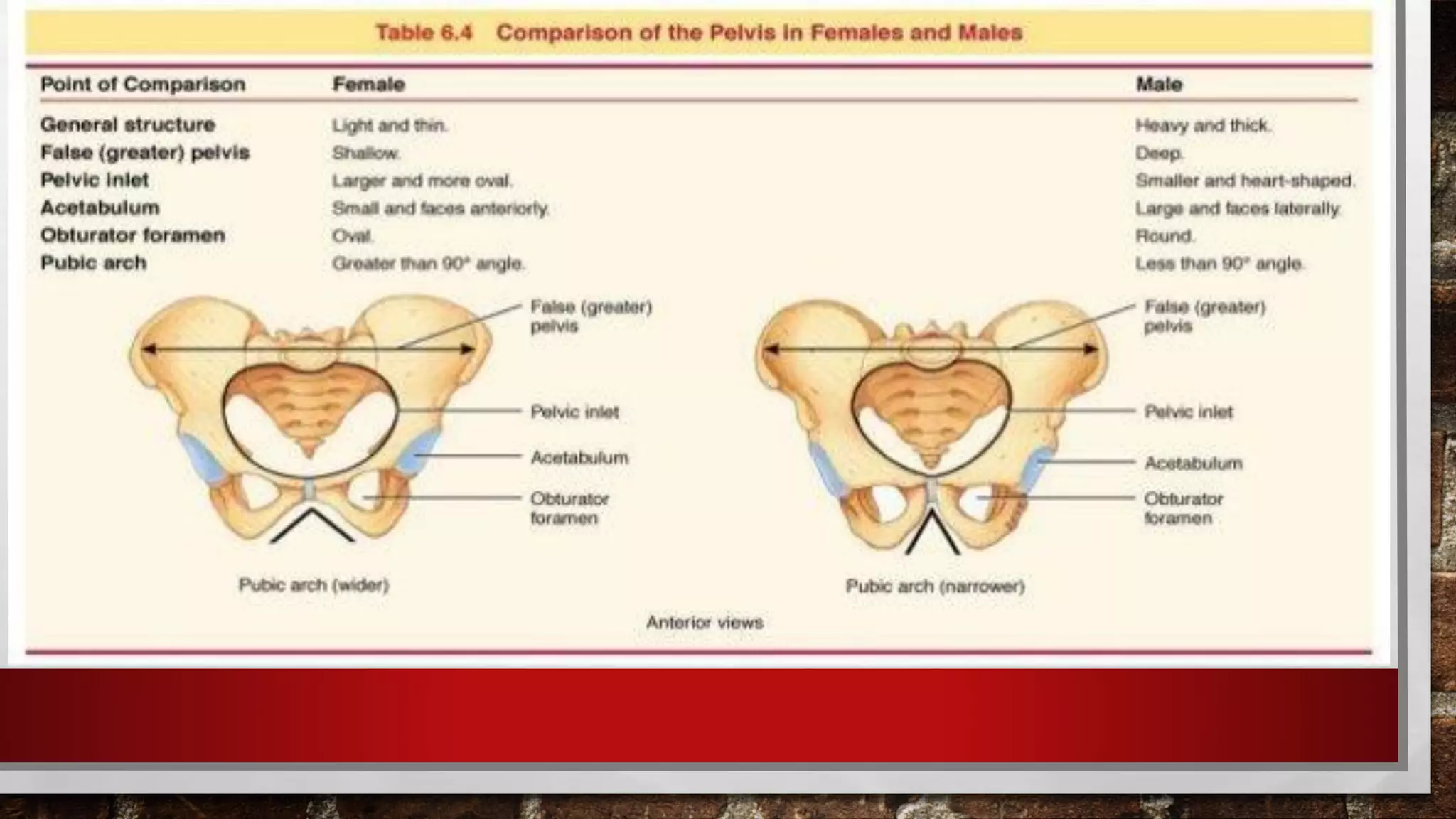 Anatomy of the female pelvis and reproductive system... | PDF