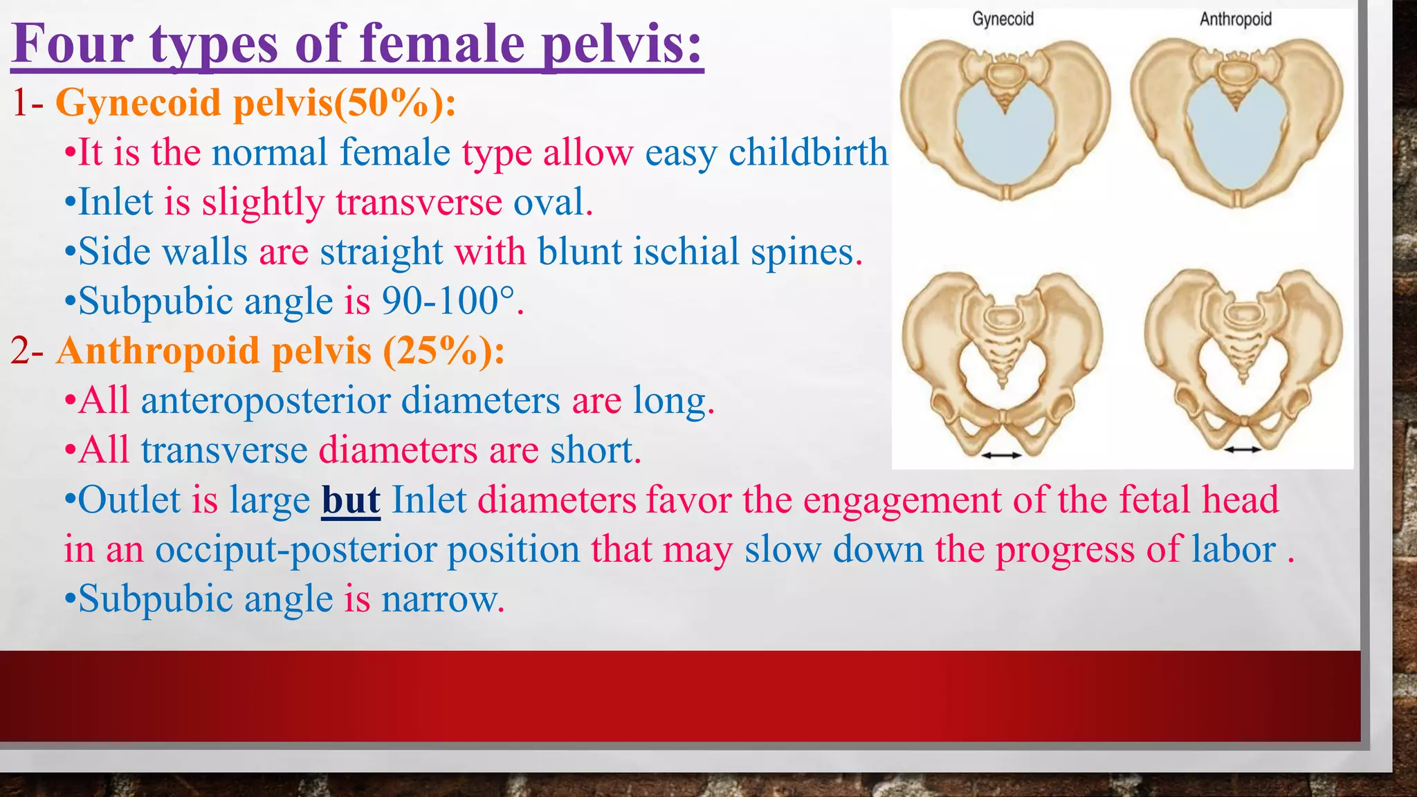 Anatomy of the female pelvis and reproductive system... | PDF