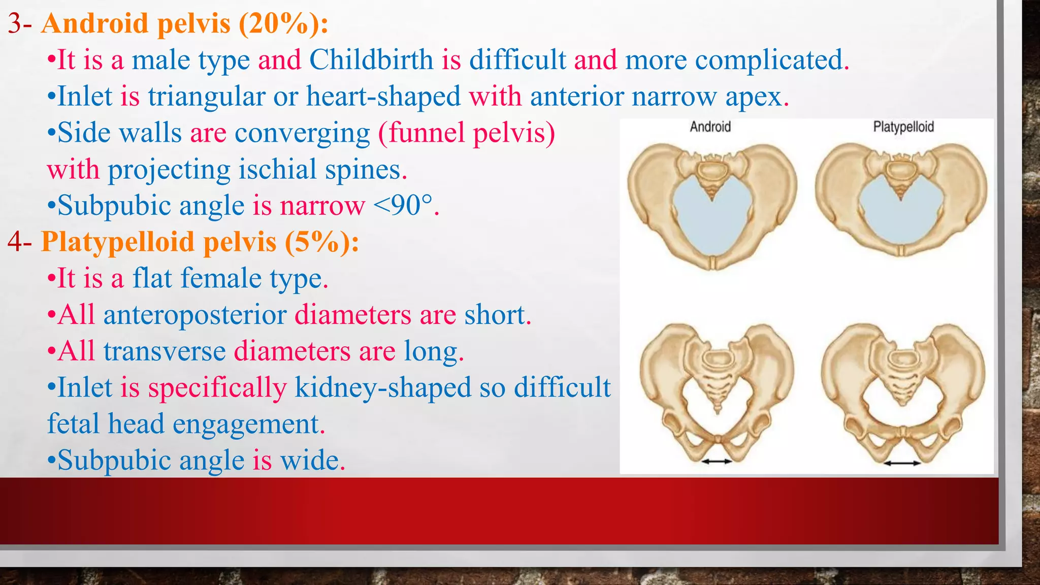 Anatomy of the female pelvis and reproductive system... | PDF