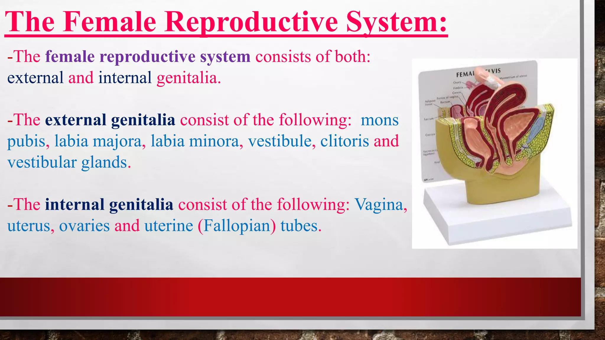 Anatomy of the female pelvis and reproductive system... | PDF