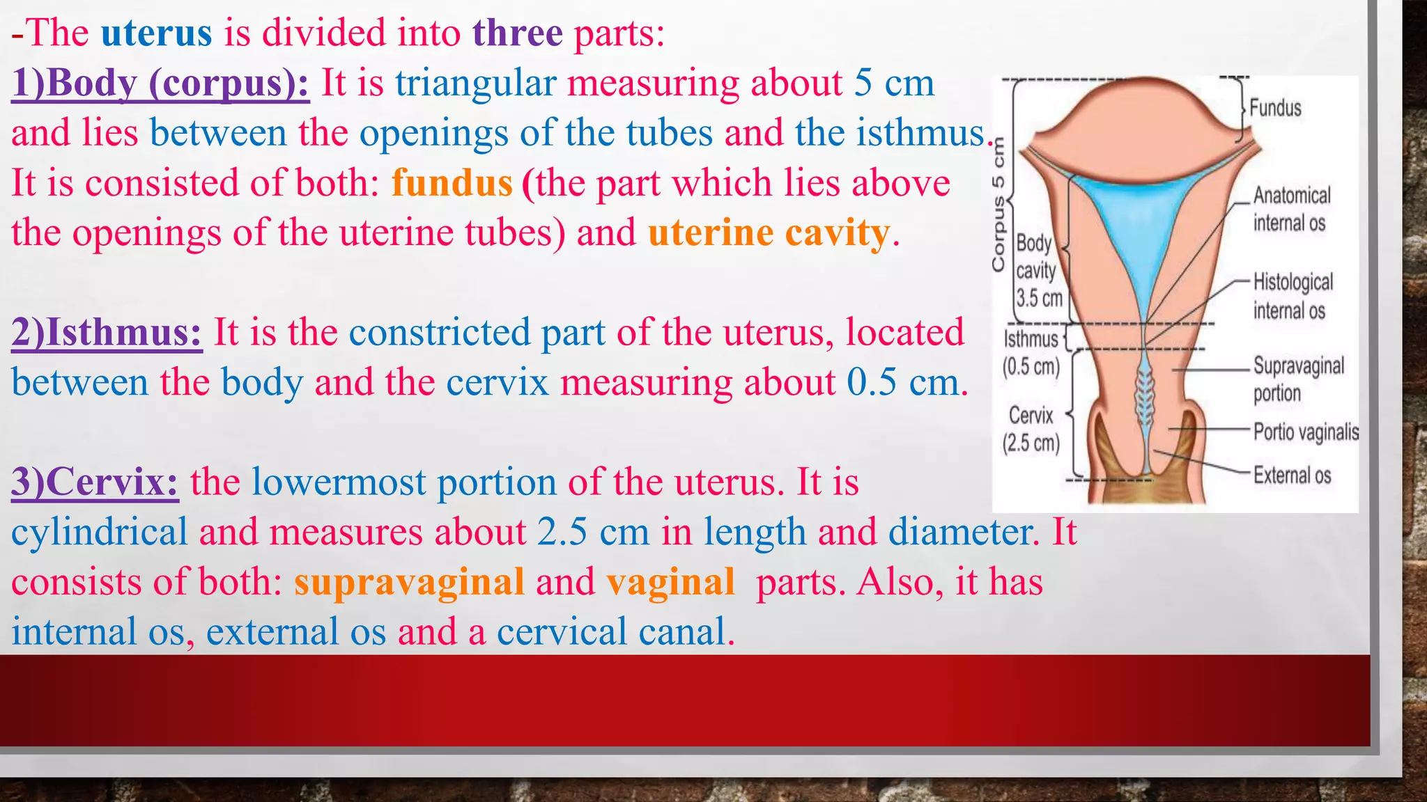 Anatomy of the female pelvis and reproductive system... | PDF