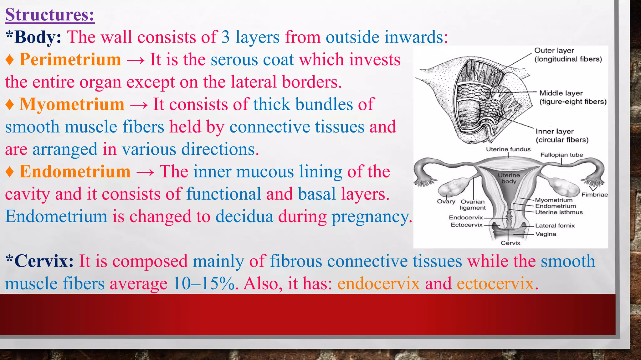 Anatomy of the female pelvis and reproductive system... | PDF