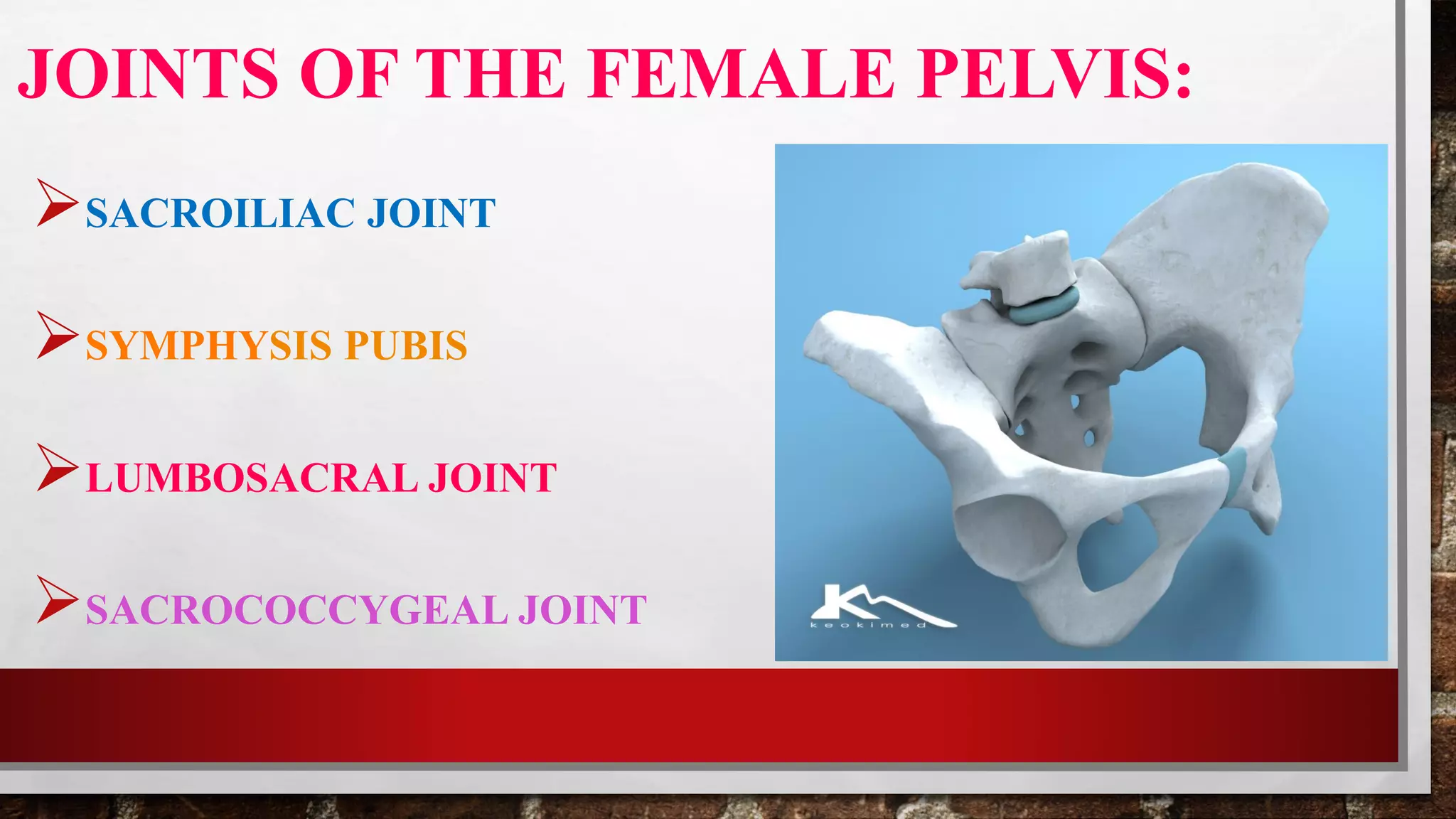 Anatomy of the female pelvis and reproductive system... | PDF