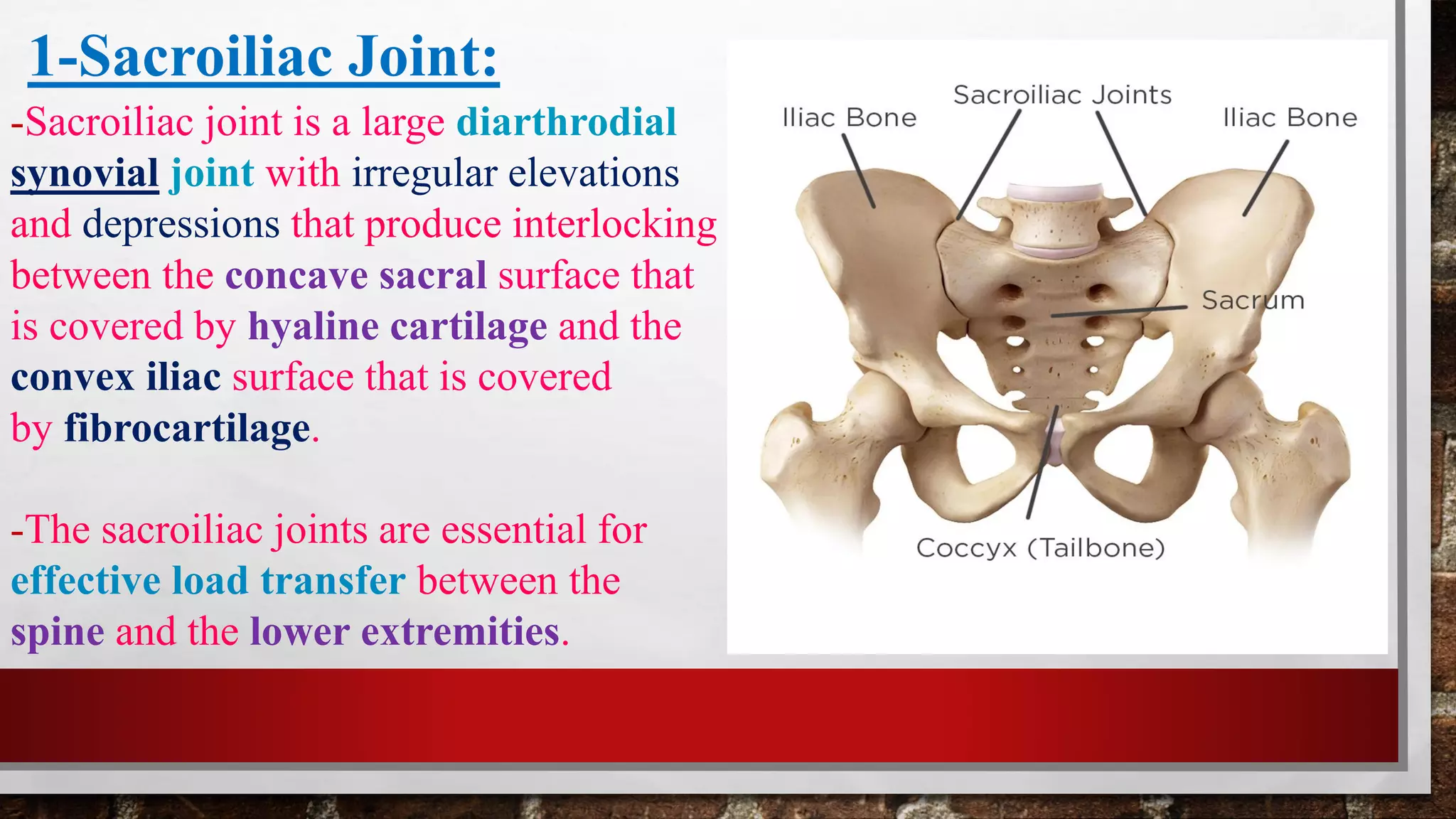 Anatomy of the female pelvis and reproductive system... | PDF