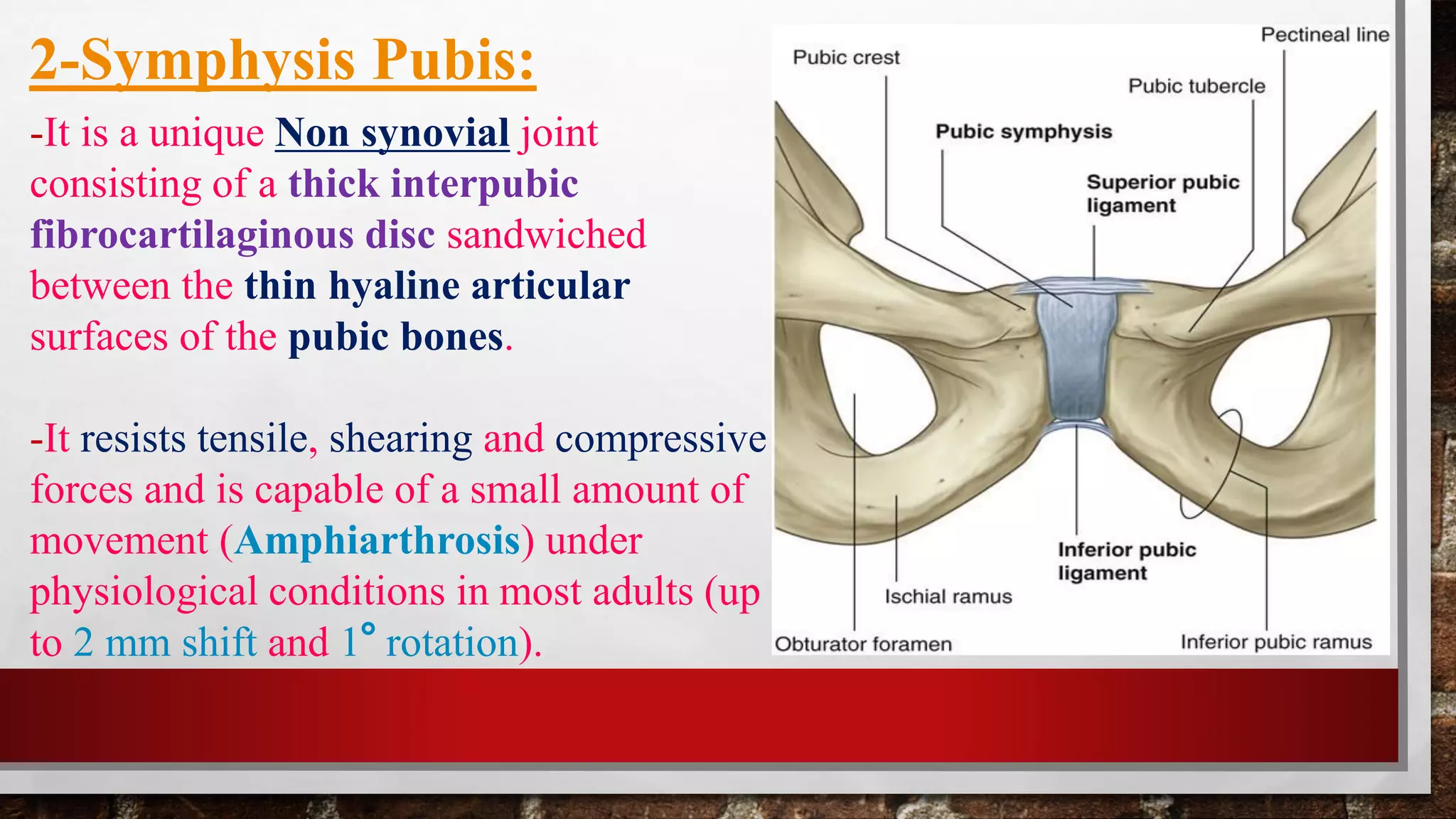 Anatomy of the female pelvis and reproductive system... | PDF