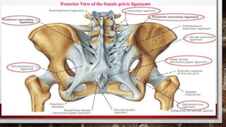 Anatomy of the female pelvis and reproductive system... | PDF