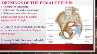 Anatomy of the female pelvis and reproductive system... | PDF