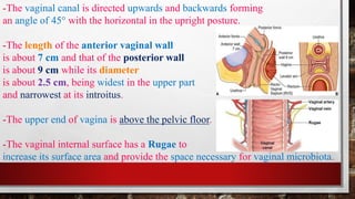 Anatomy of the female pelvis and reproductive system... | PDF
