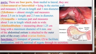Anatomy of the female pelvis and reproductive system... | PDF