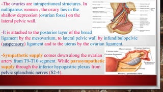 Anatomy of the female pelvis and reproductive system... | PDF