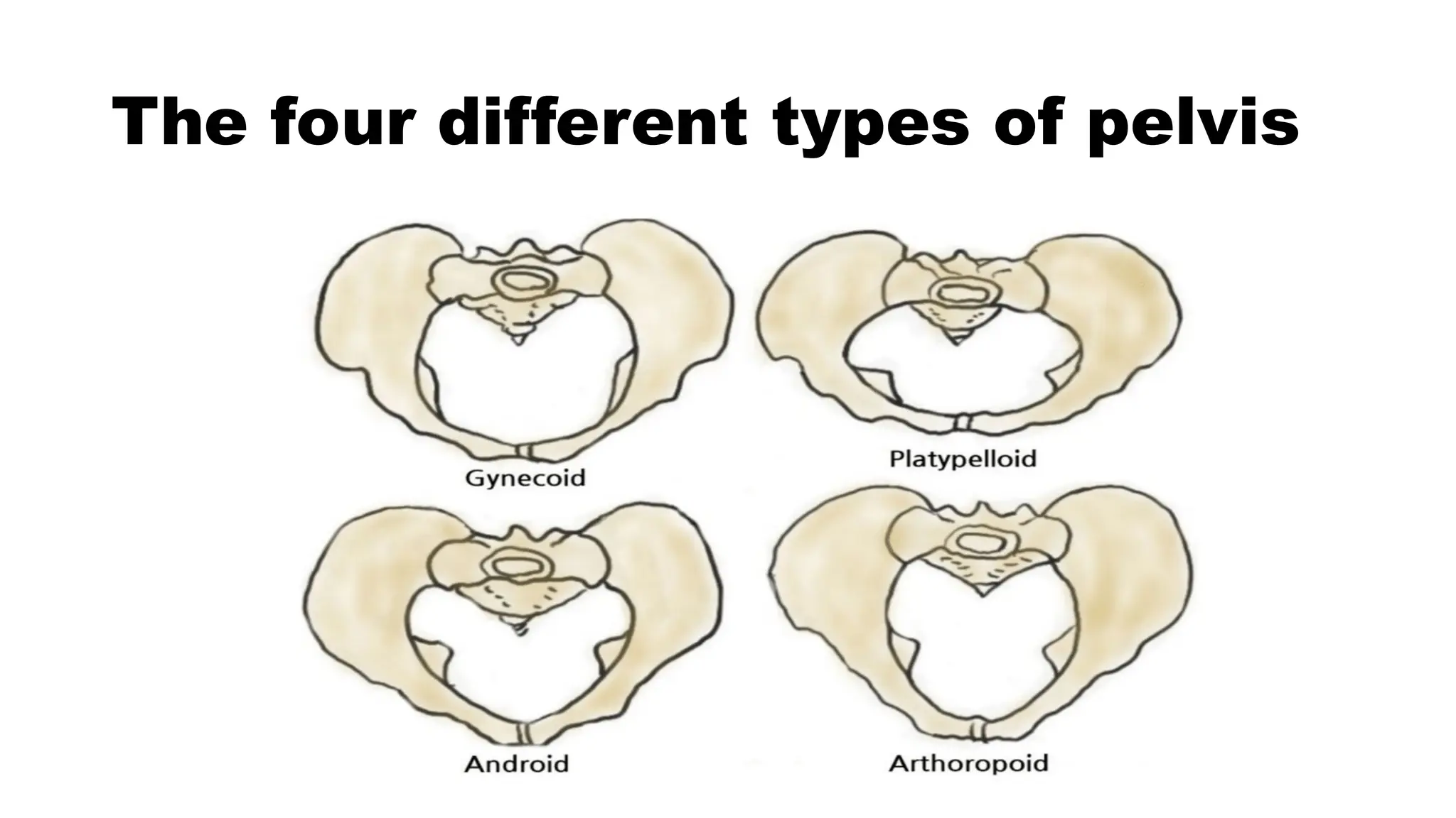 ANATOMY OF THE FEMALE PELVIS Current.ppt