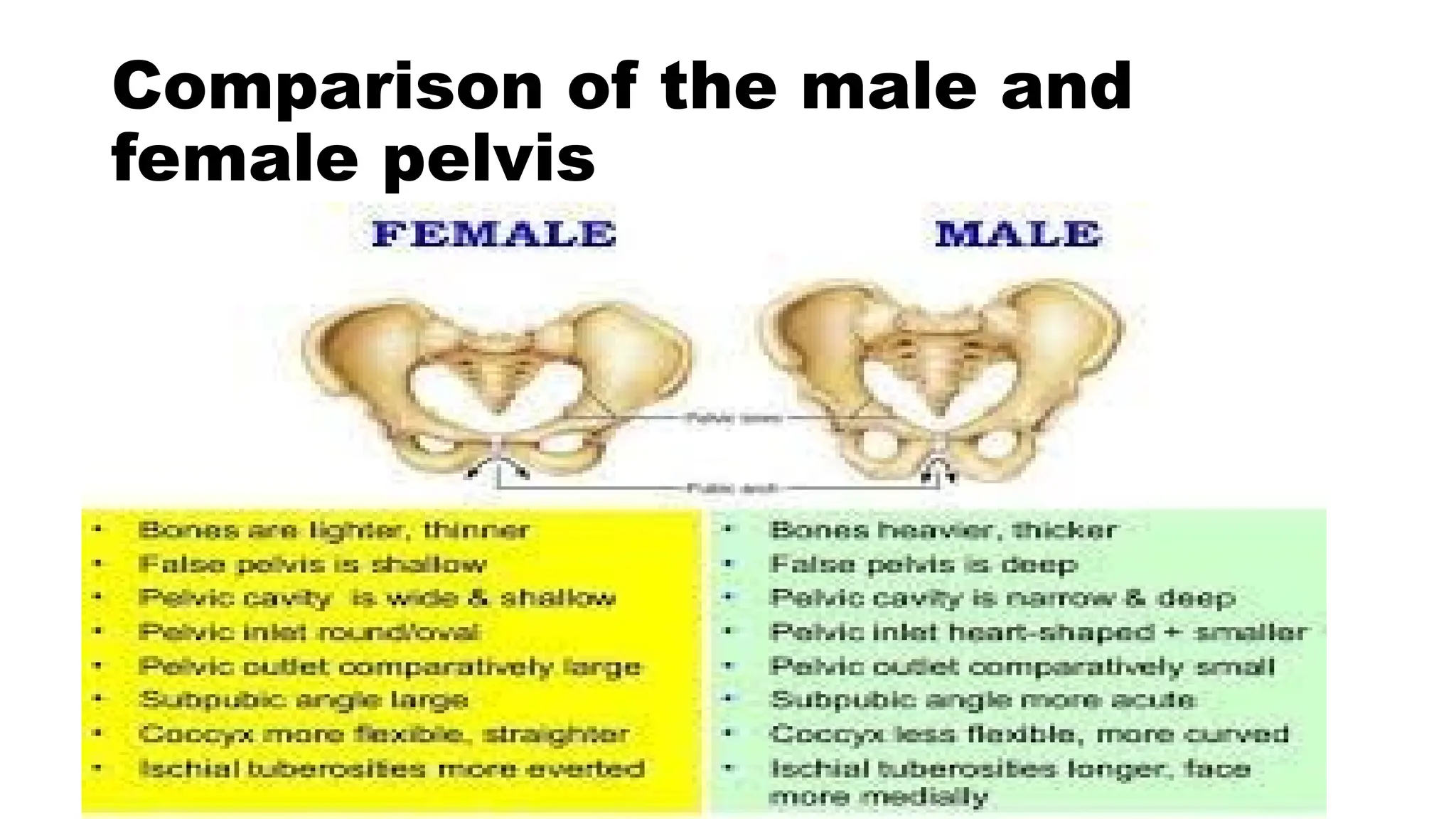 ANATOMY OF THE FEMALE PELVIS Current.ppt