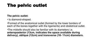 ANATOMY OF THE FEMALE PELVIS Current.ppt