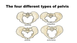 ANATOMY OF THE FEMALE PELVIS Current.ppt