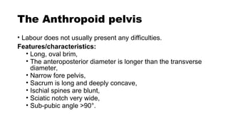 ANATOMY OF THE FEMALE PELVIS Current.ppt