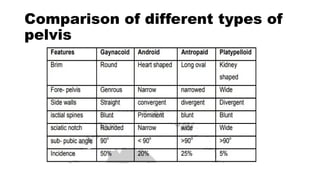 ANATOMY OF THE FEMALE PELVIS Current.ppt