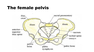 ANATOMY OF THE FEMALE PELVIS Current.ppt