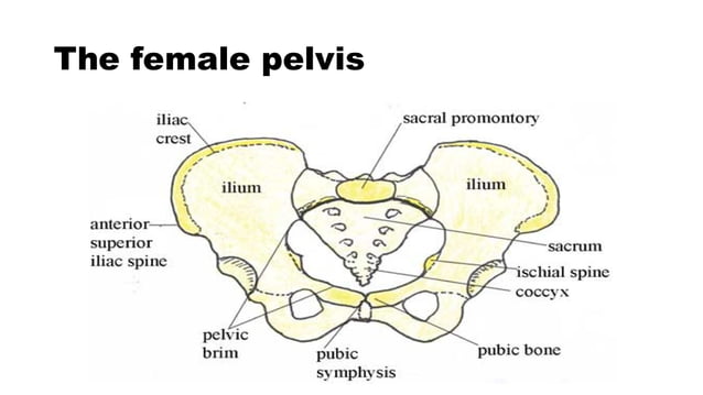 ANATOMY OF THE FEMALE PELVIS Current.ppt