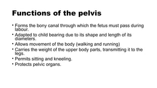 ANATOMY OF THE FEMALE PELVIS Current.ppt