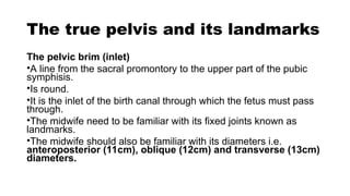 ANATOMY OF THE FEMALE PELVIS Current.ppt