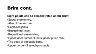 ANATOMY OF THE FEMALE PELVIS Current.ppt