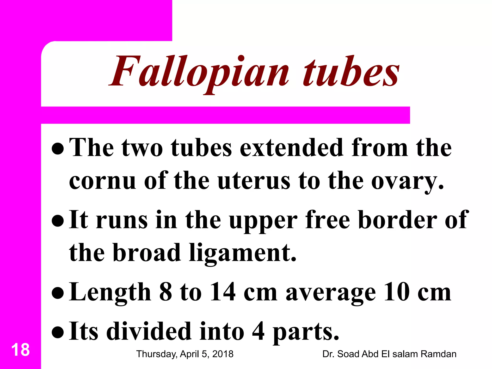 Anatomy of the female reproductive system | PDF