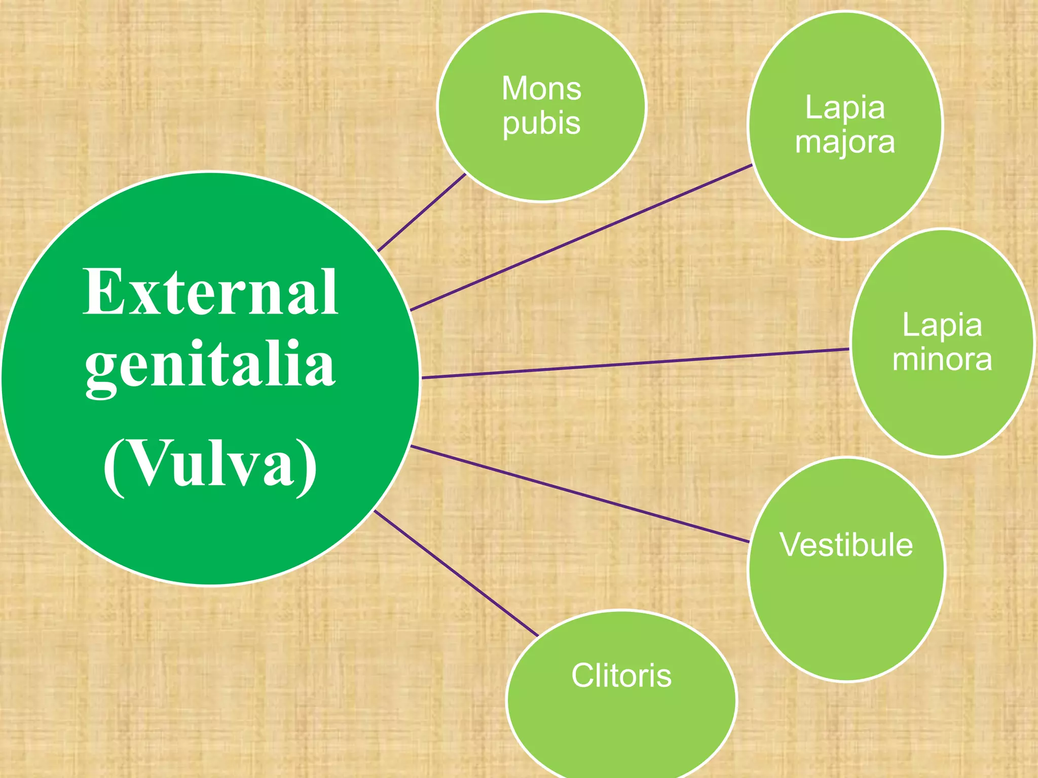 Anatomy of the female reproductive system | PDF