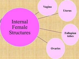 Anatomy of the female reproductive system | PDF