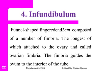 Anatomy of the female reproductive system | PDF