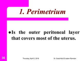 Anatomy of the female reproductive system | PDF