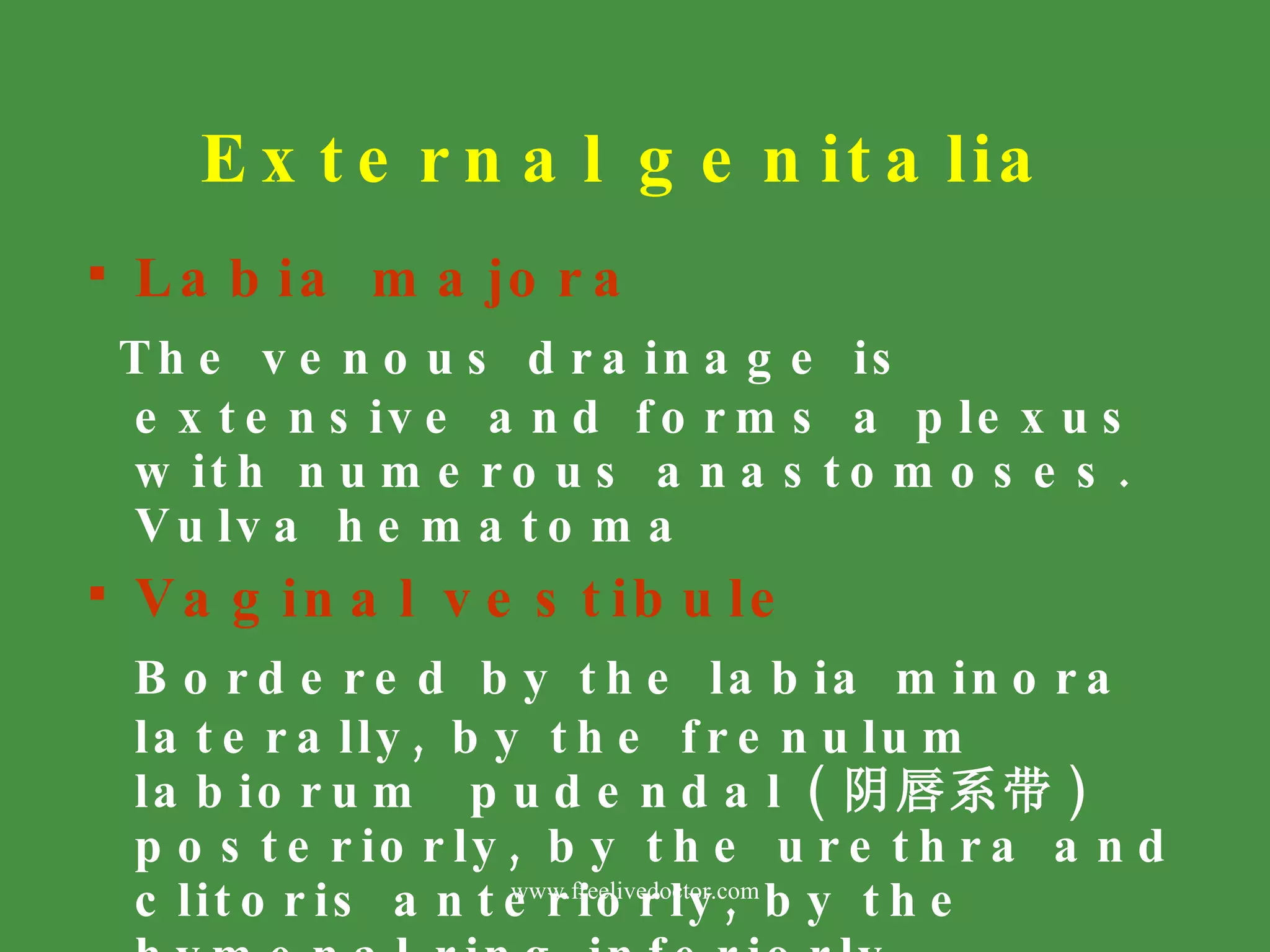 Anatomy of the female reproductive system | PPT