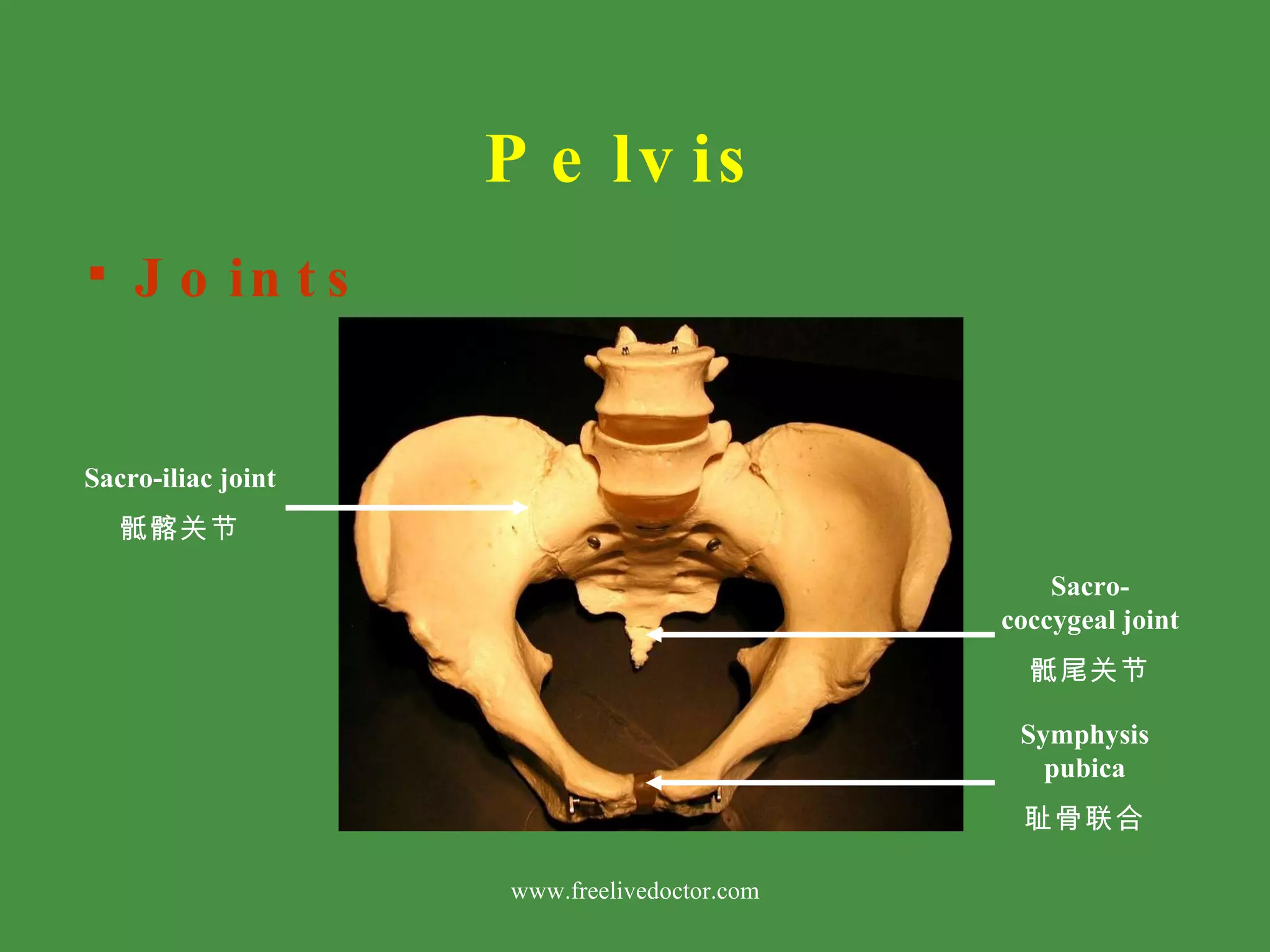 Anatomy of the female reproductive system | PPT