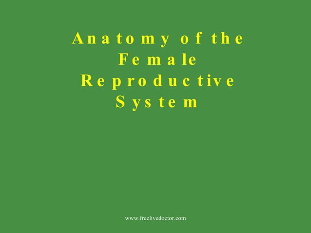 Anatomy of the female reproductive system | PPT | Pregnancy ...
