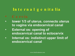 Anatomy of the female reproductive system | PPT