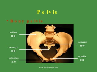 Anatomy of the female reproductive system | PPT