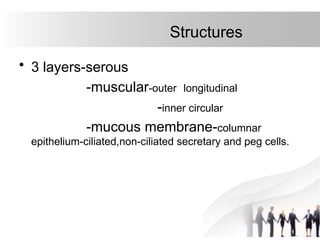 ANATOMY OF THE FEMALE REPRODUCTIVE SYSTEM. final2.pptx