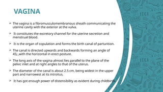 Comprehensive Anatomy of the Female Reproductive Tract: External and ...