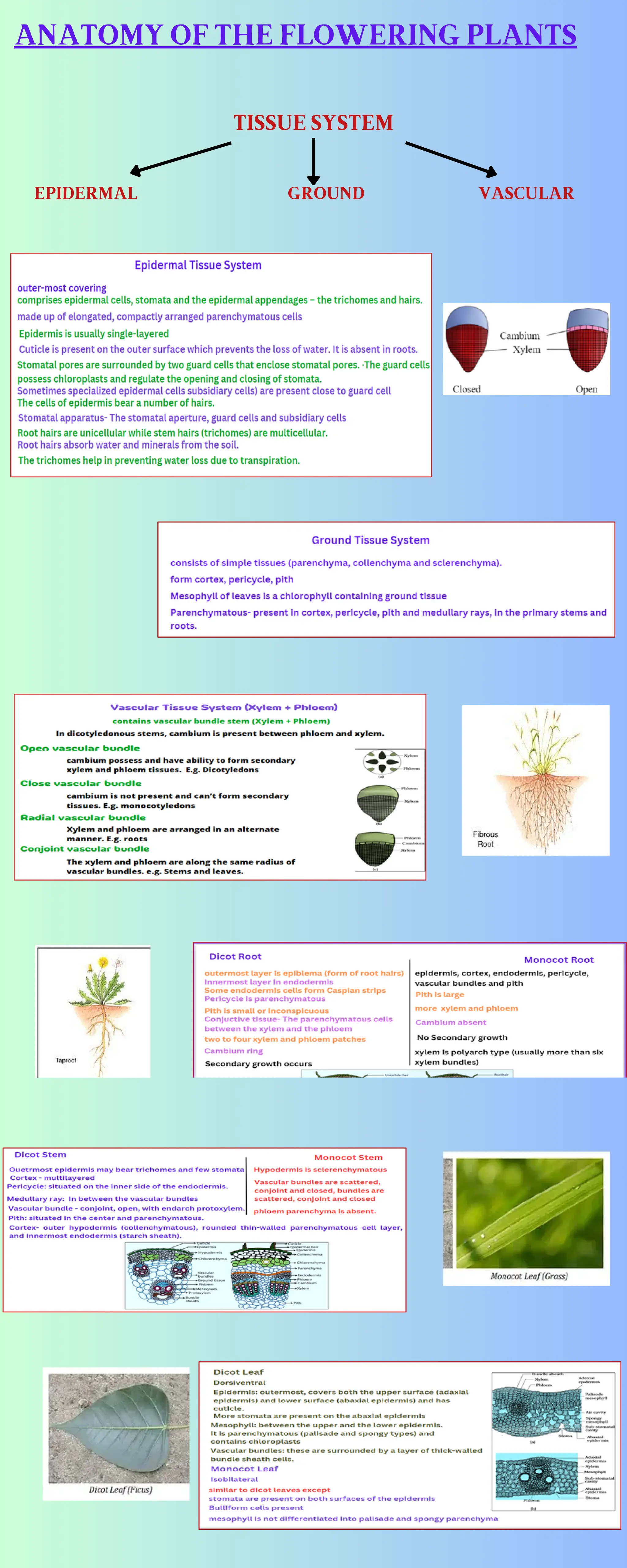 ANATOMY OF THE FLOWERING PLANTS.pdf. Infographic | PDF