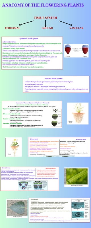 ANATOMY OF THE FLOWERING PLANTS.pdf. Infographic | PDF