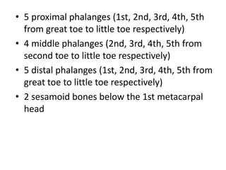 Anatomy of the foot | PPTX