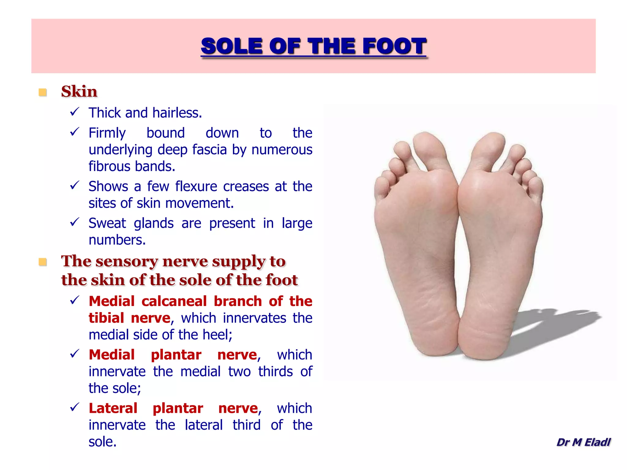 Anatomy of the foot | PPTX