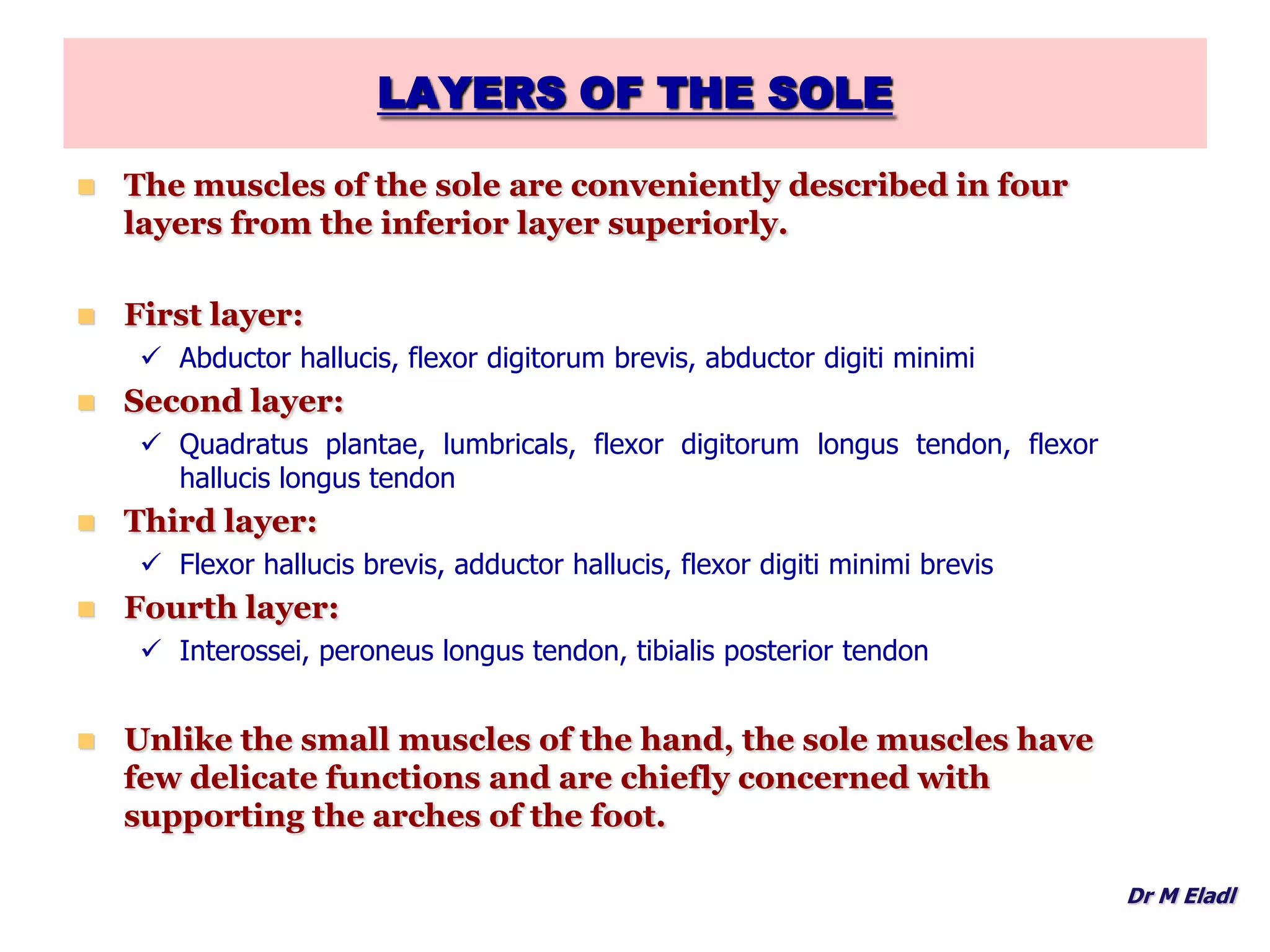 Anatomy of the foot | PPTX