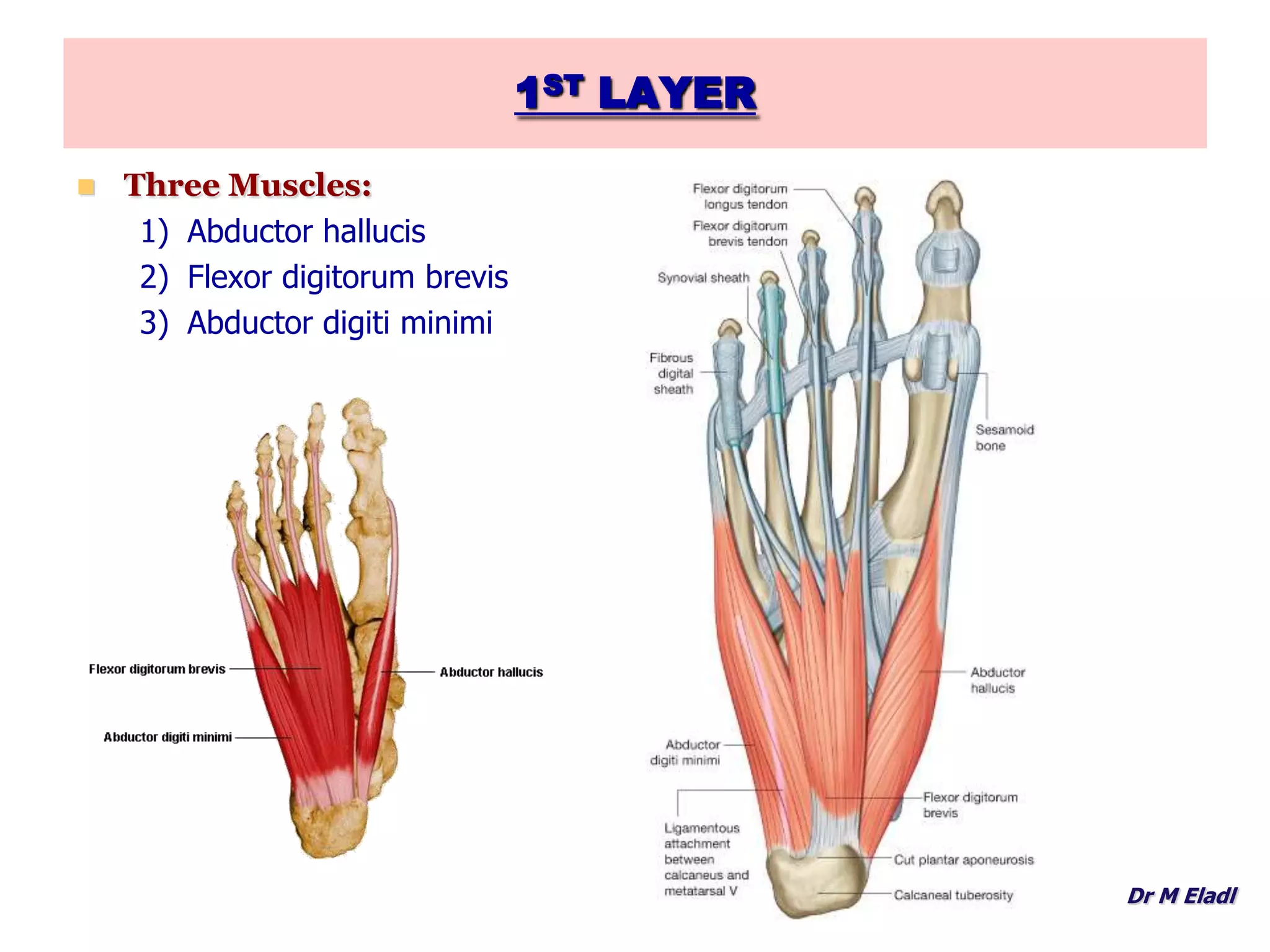 Anatomy of the foot | PPTX