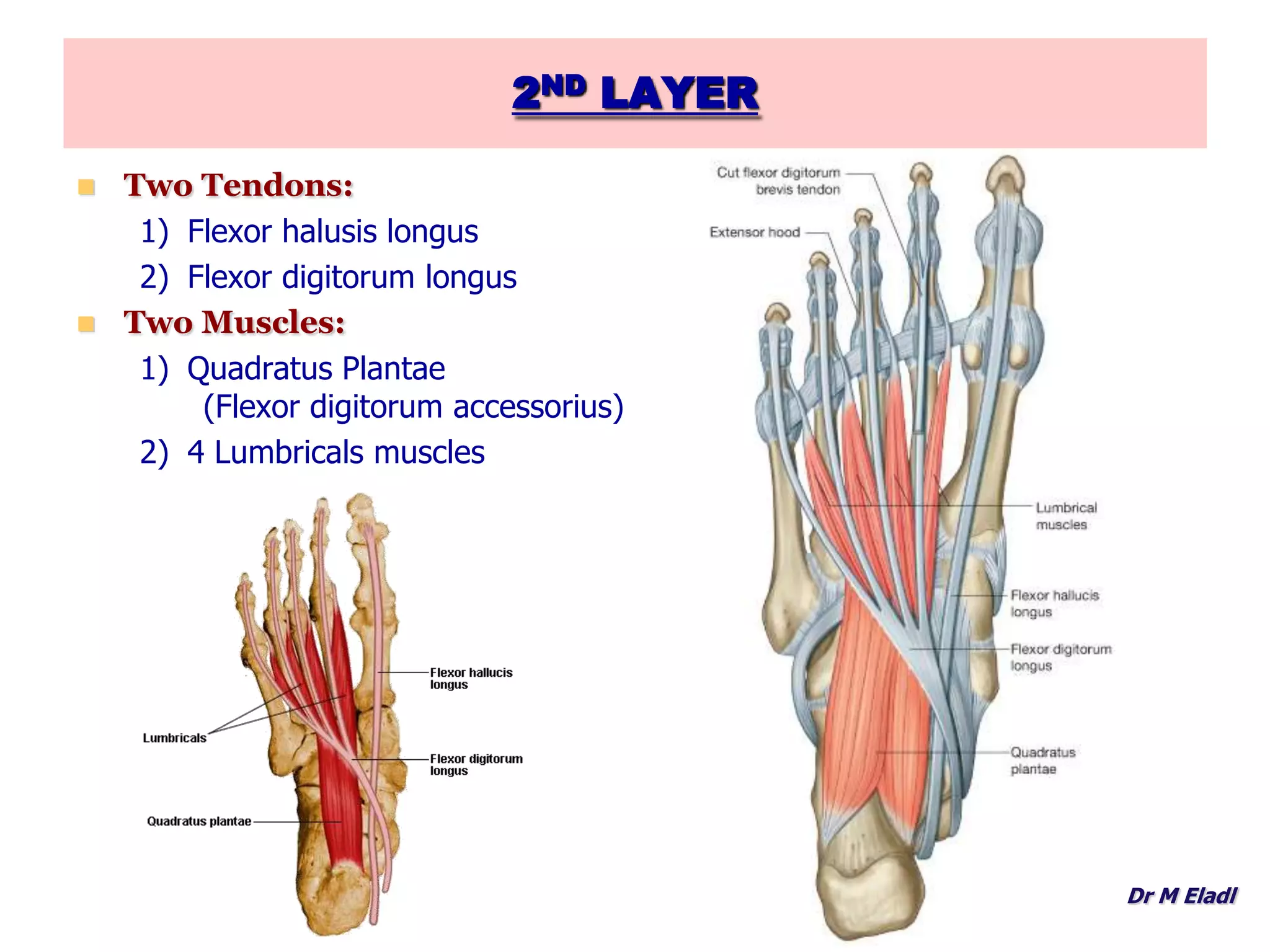 Anatomy of the foot | PPTX