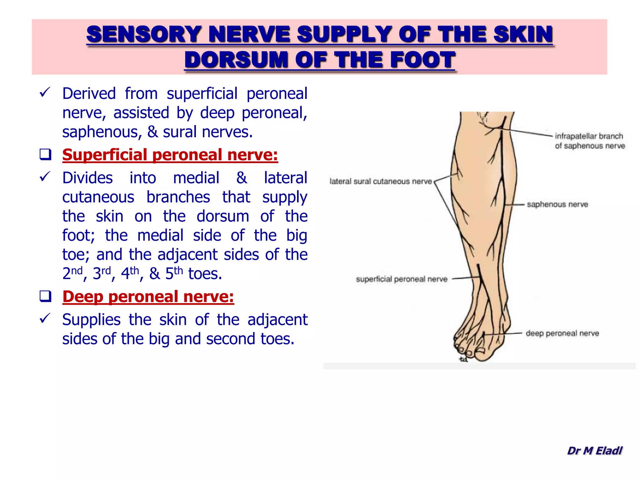 Anatomy of the foot | PPTX