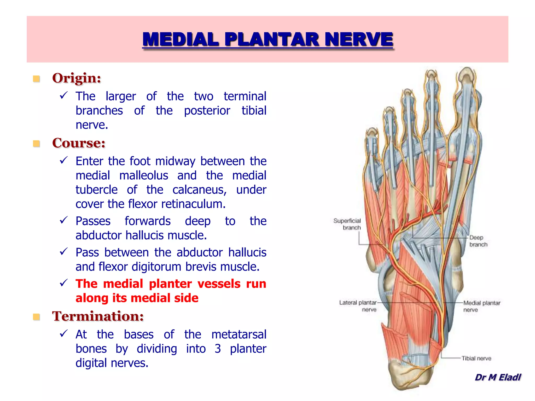Anatomy of the foot | PPTX
