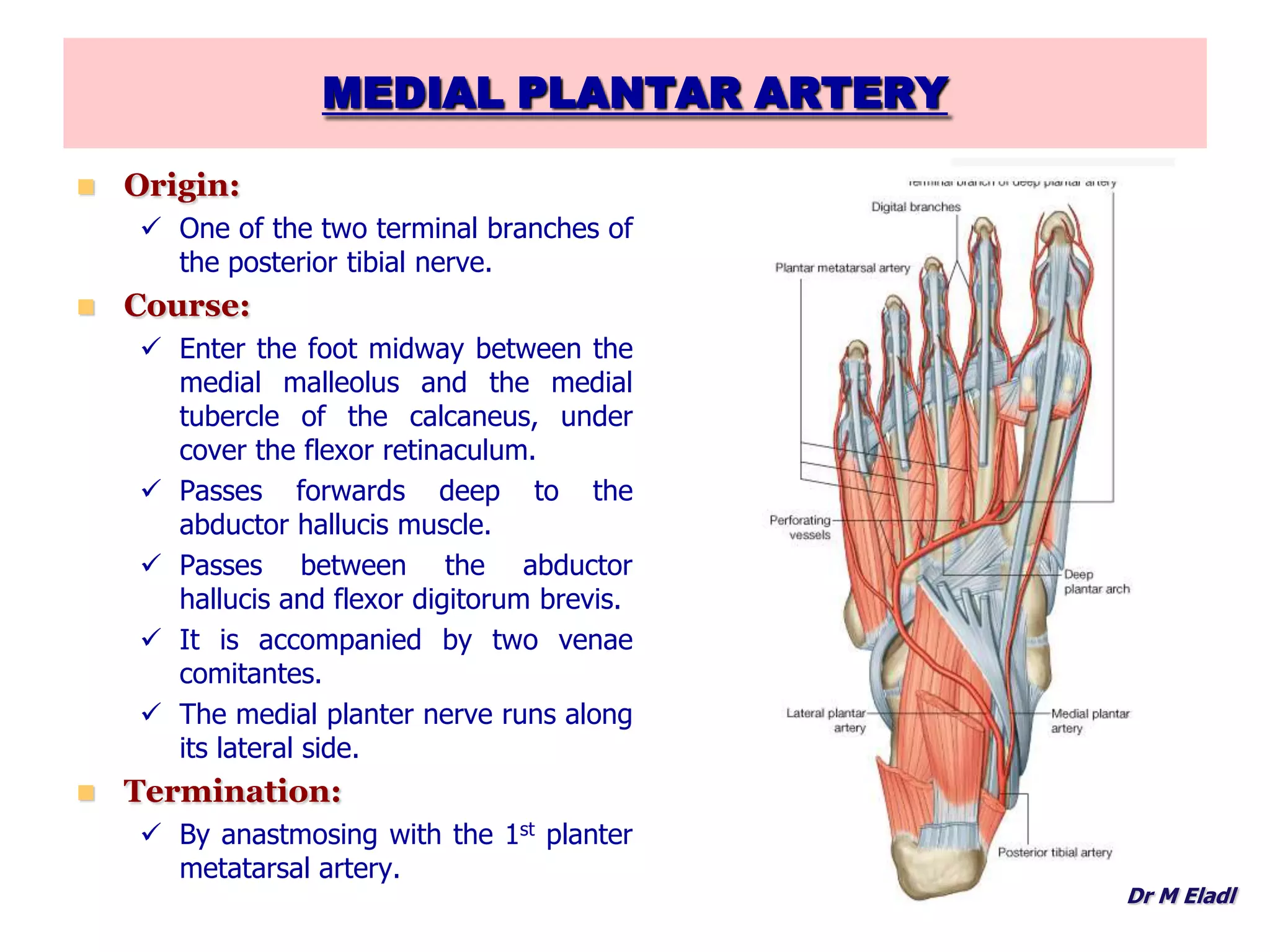 Anatomy of the foot | PPTX