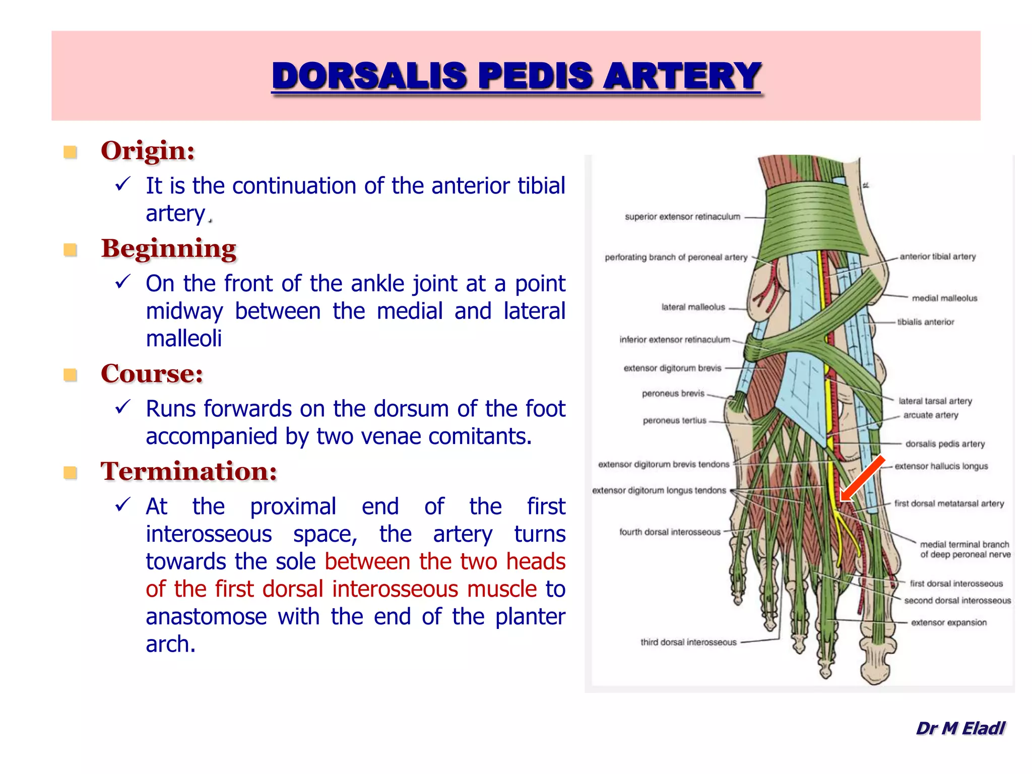 Anatomy of the foot | PPTX